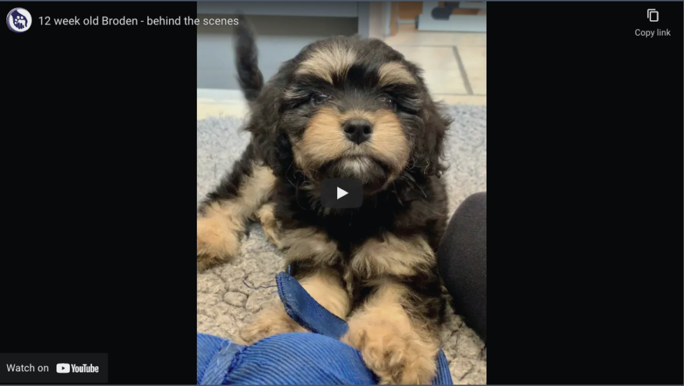 Dogs For Autism | UK's first charity exclusively providing Autism ...