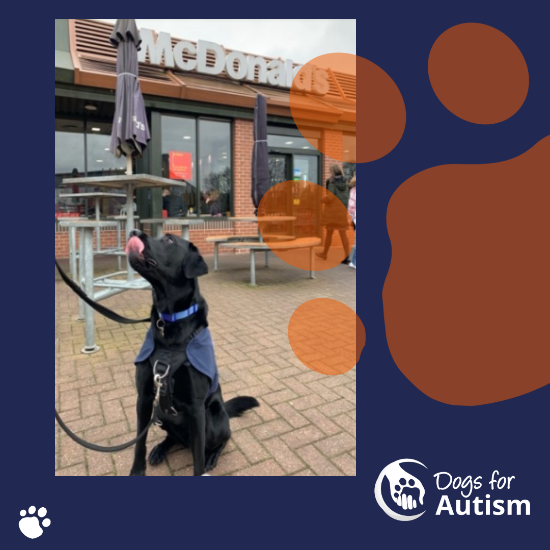 Dogs For Autism | UK's first charity exclusively providing Autism ...