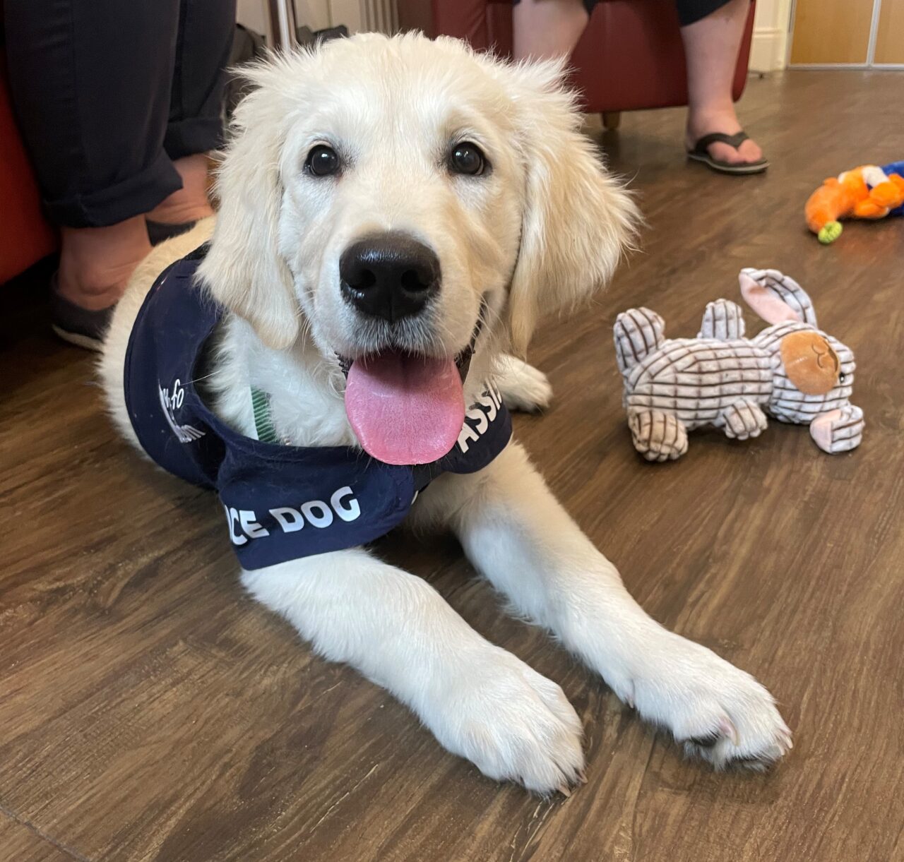 Puppy - Dogs For Autism