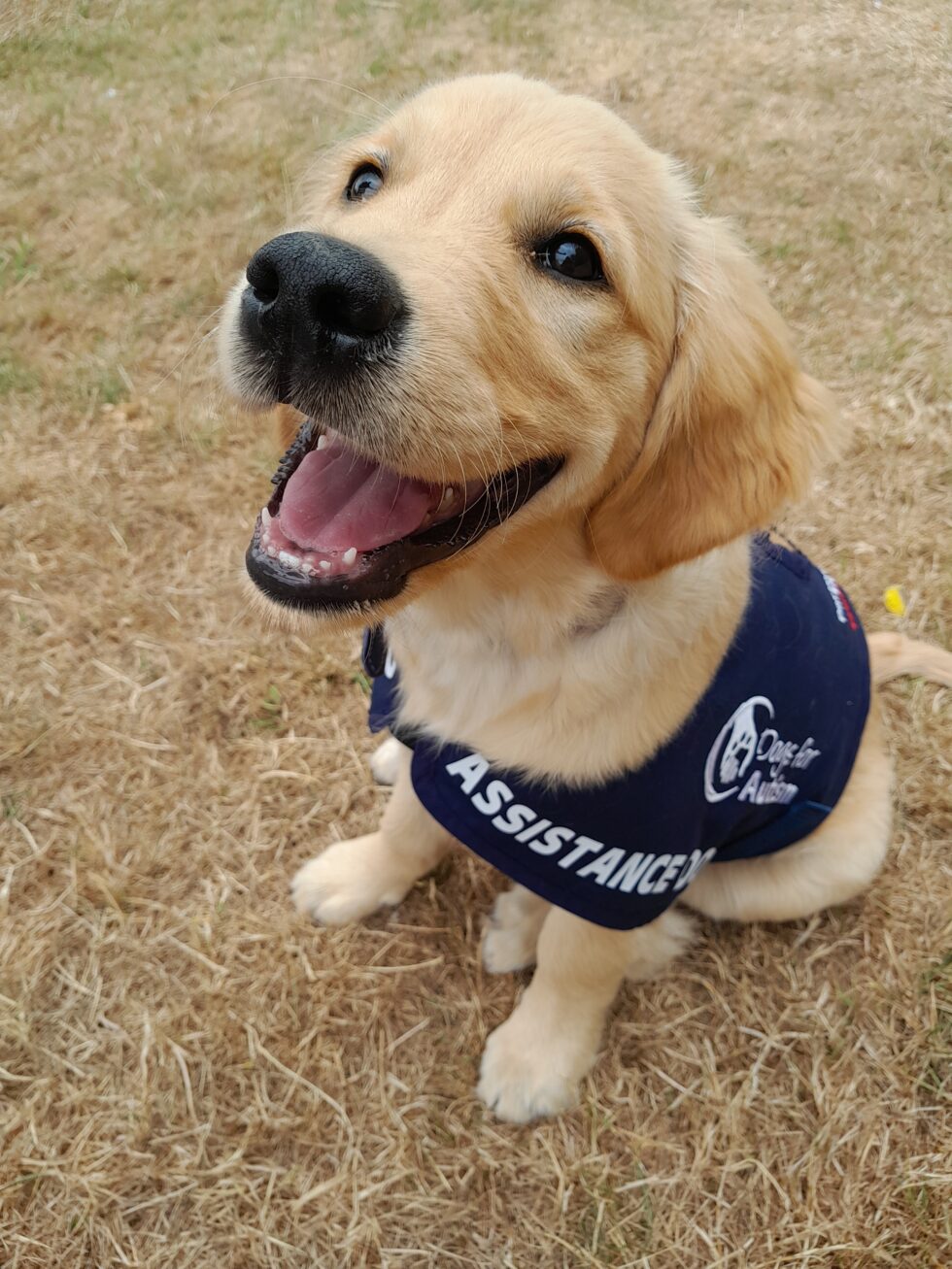 Puppy - Dogs For Autism