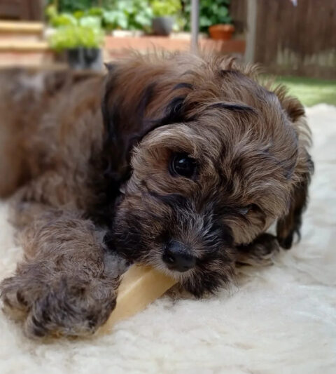 Puppy | Dogs For Autism