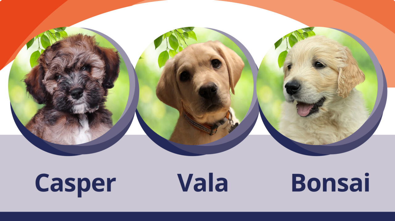 Dogs For Autism | UK's first charity exclusively providing Autism ...