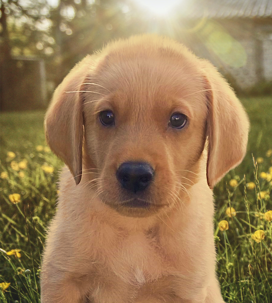 Puppy - Dogs For Autism